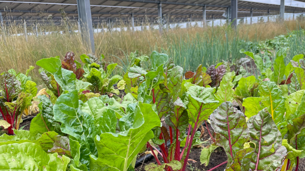 Creating a More Climate-Smart Food System - The Food Group